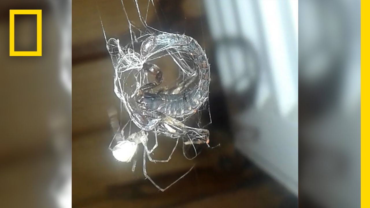 Watch: Spider Battles Scorpion Twice Its Size | National Geographic ...