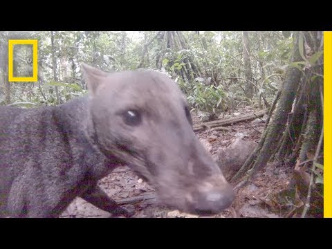 See an Extremely Rare Jungle Dog | National Geographic – CCTubes